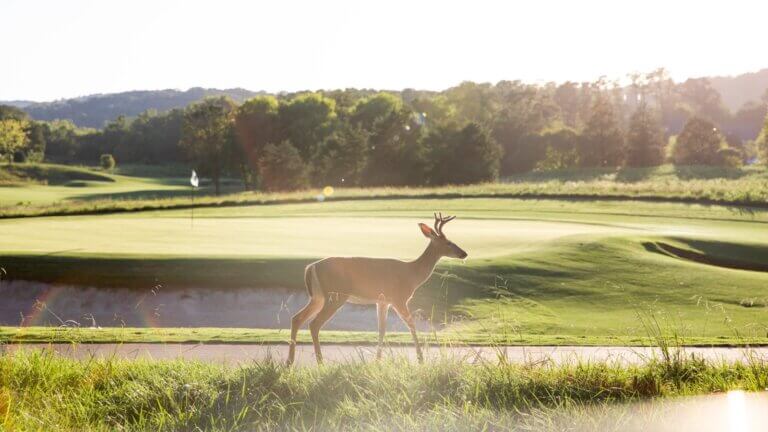 Tennessee National Golf Club - Hampton Golf - Links2Golf Private Network